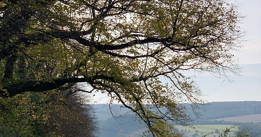 David Whyte | Substack