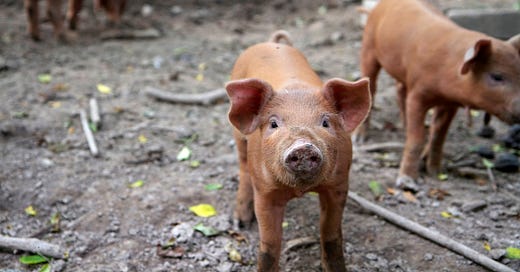 HUNGRY HEART | Heather Marold Thomason | Substack