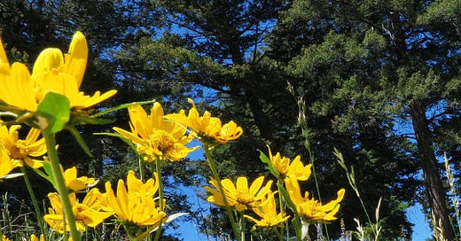 Wilder Life with Jenny Golding | Substack