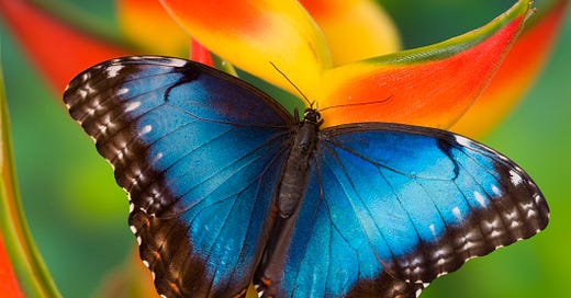 Astro Poets | Substack