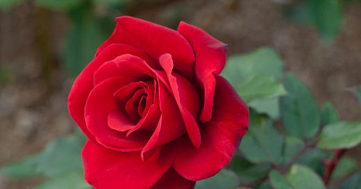 Archive - Astral Codex Ten