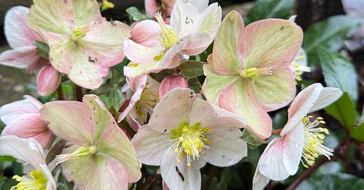 The Wahlflower | Phoebe Wahl | Substack