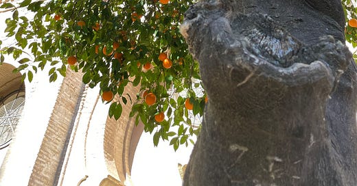 海马星球 Seahorse Planet | Substack