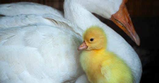 Going Gently | Satya Robyn | Substack