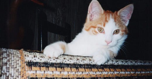 Hello. This Cat. | Substack