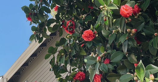 early bird | Maggie | Substack