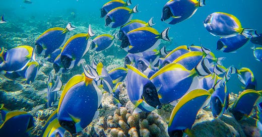 Navinder’s Substack | Substack