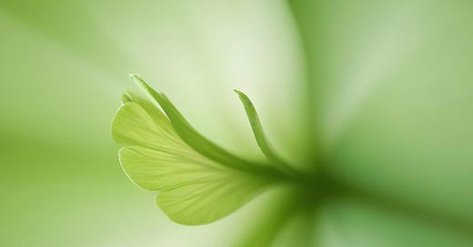 Love, Satya | Satya Robyn | Substack