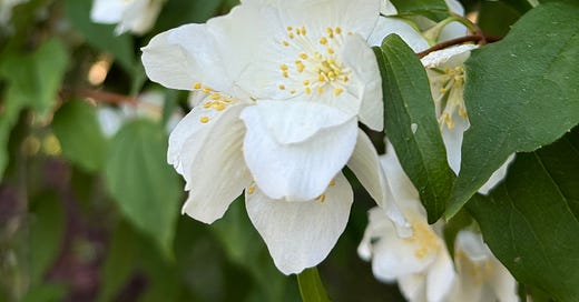 The Monday Files | Kalyn Brooke | Substack