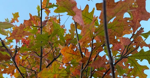 Nedra Nuggets | Nedra Glover Tawwab | Substack