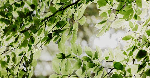 olivet. | Ollie Burgess | Substack