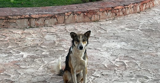 Kind of Wild | Sascha Camilli | Substack