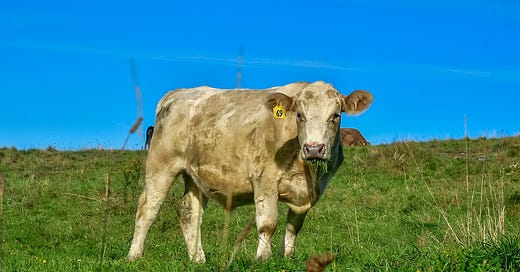 Trackless Wild with Janisse Ray | Substack