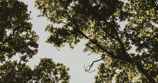 T E M P L O | Has López | Substack