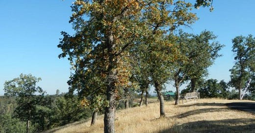 Vivian’s poetry and musings | Vivian Keller | Substack