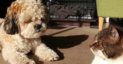 Going Gently | Satya Robyn | Substack