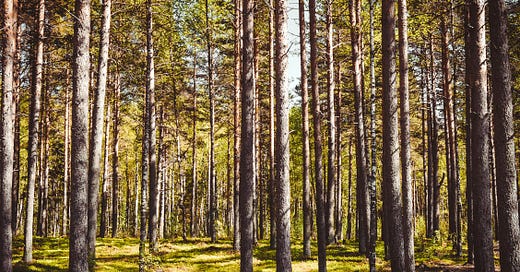 Predirections | Jonathan Tonkin | Substack