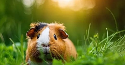 Pretium Insights | JD Breen | Substack