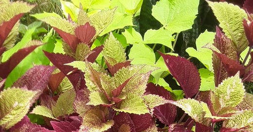 The Gentle Nudge | Jamie Rindler | Substack