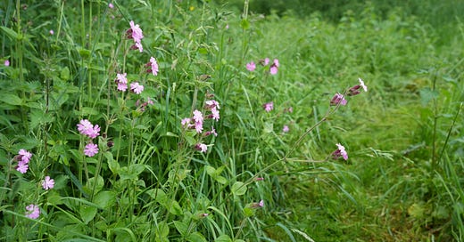 Wild Way: Gardening with Wildlife by Jack Wallington | Substack