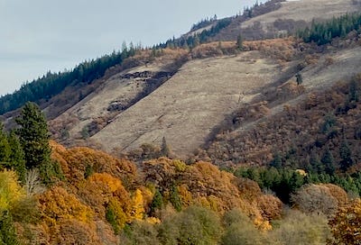 Creative Late Bloomers | Sue Kusch | Substack