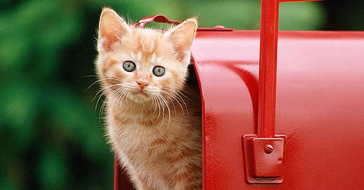 Hello. This Cat. | Substack