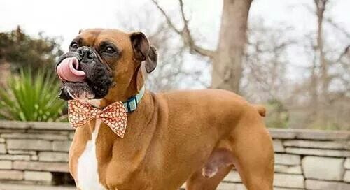 Touching the Elephant | Kendall Lamb | Substack