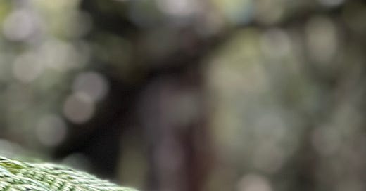 Daily Rhyme | Where the wild things are | Substack