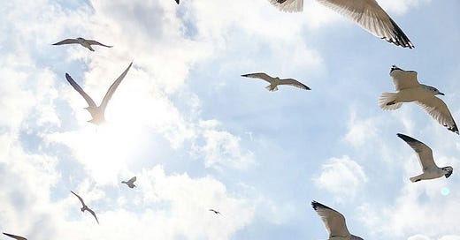 Aging Well Newsletter | Janice Walton | Substack