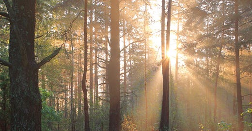 Wilder Life with Jenny Golding | Substack