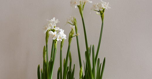 Tea Notes | Erin Boyle | Substack