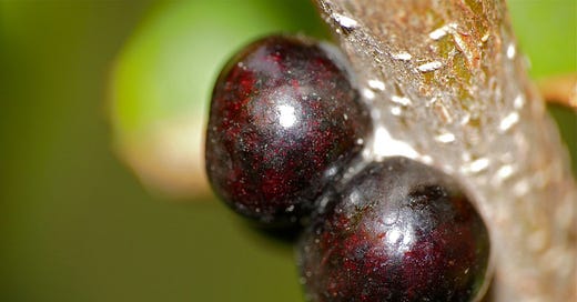 Analyzing Psalm 22: I am a Worm not a Man