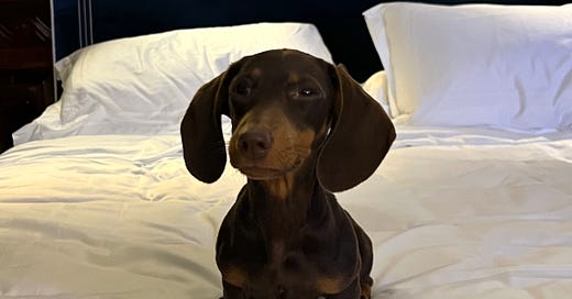 The Stanza | Nadine // The Stanza | Substack