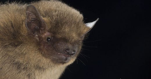 Bat Conservation Trust | Substack