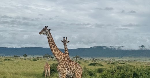 The Dolce Vita Diaries | Skye McAlpine | Substack