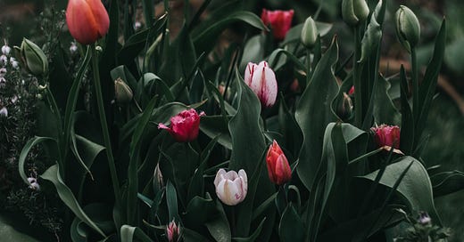 Pollination Garden | Mel Adams | Substack