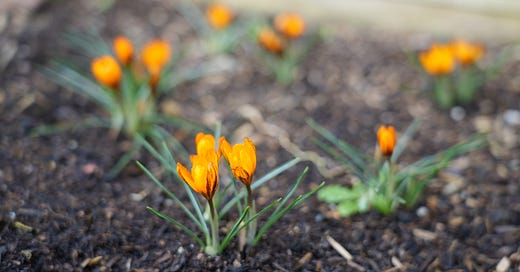 Wild Way: Gardening with Wildlife by Jack Wallington | Substack