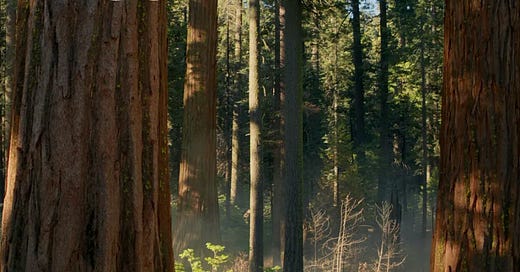 Welcome to Absurdistan | elizabeth nickson | Substack