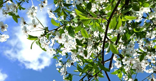 Leah Boden || The Collective | Substack