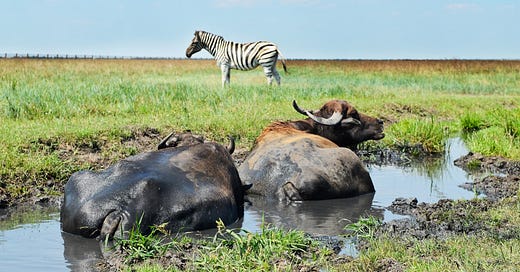 The Counteroffensive with Tim Mak | Substack