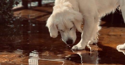 The Nicholberry Dispatch | Kerry Nichols | Substack