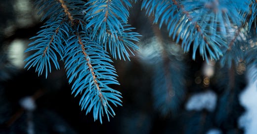 Blue Spruce Essentials: Your Ultimate Guide to Cultivating, Caring, and ...