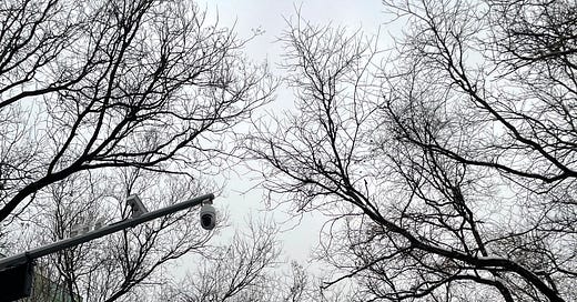 CLiuAnon | Catherine Liu | Substack