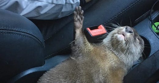 In Otter News | Substack