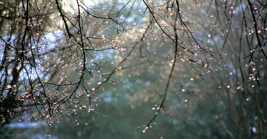 Like Water Over Moss | Amanda | Substack