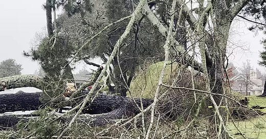 Storm Brings Down Huge Tree at Libby Park