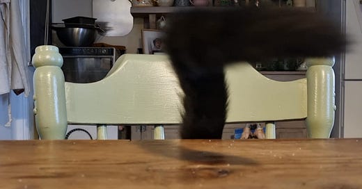 Danu's Irish Herb Garden Substack | Substack