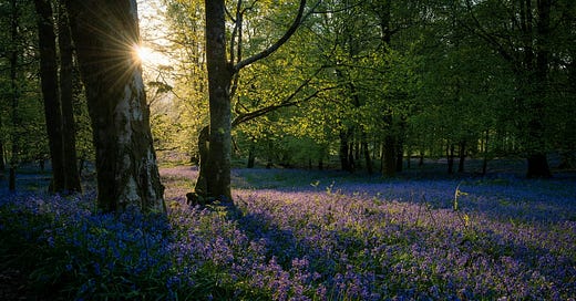 Morgoth’s Review | Substack