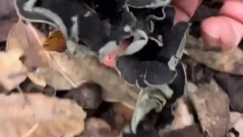 Rusty Eyeball | Substack