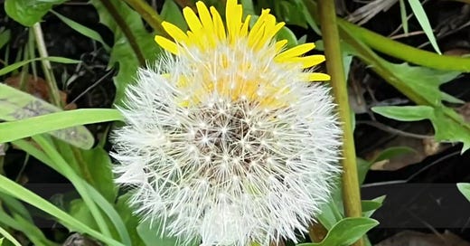 Veriditas Labyrinth | Substack